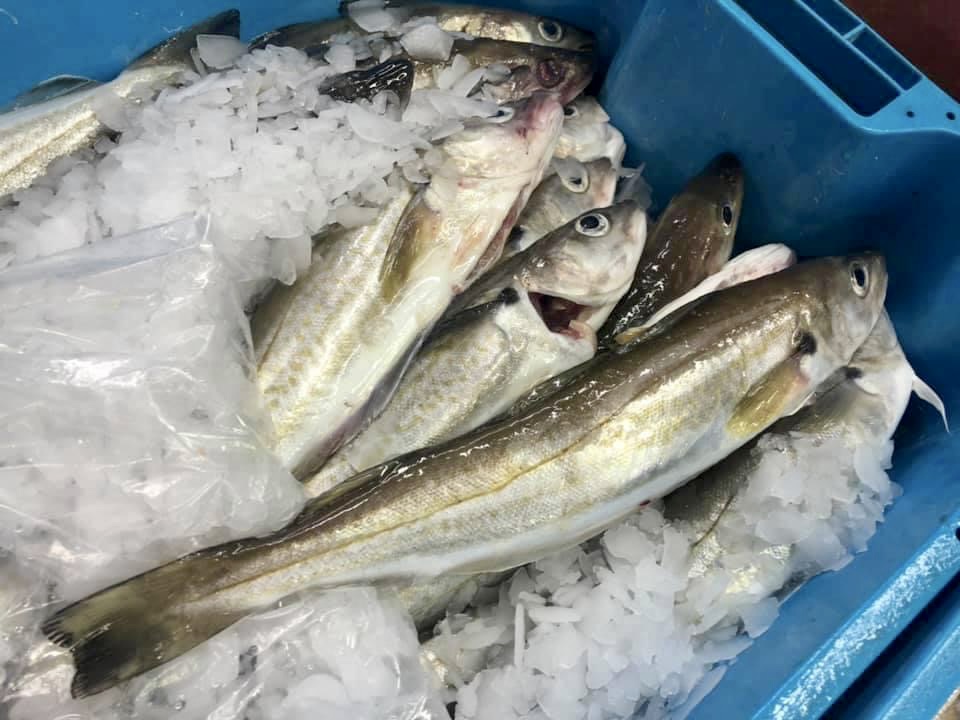 Merlan - LE MARCHE AUX POISSONS - FECAMP