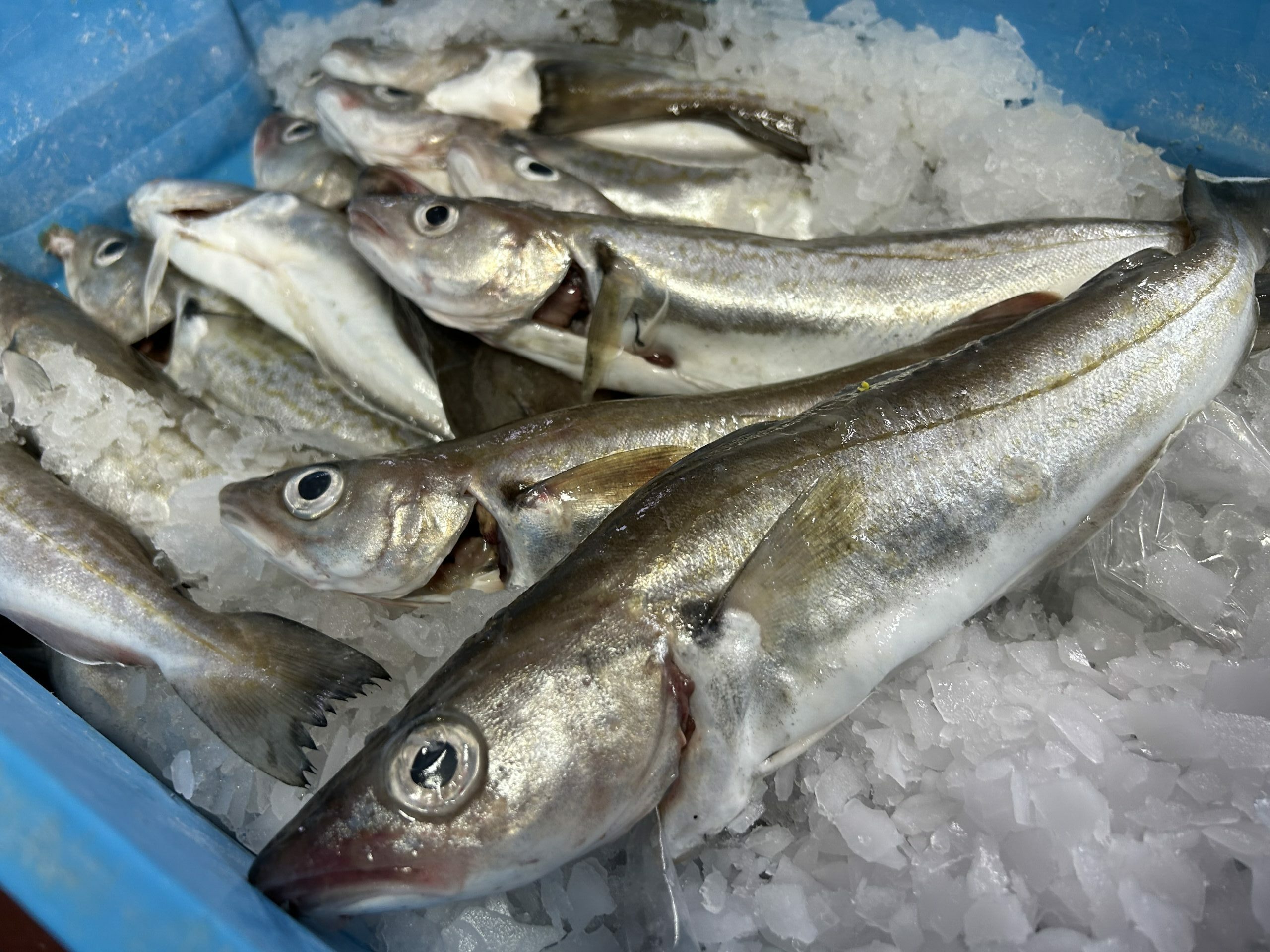 Merlan - LE MARCHE AUX POISSONS - FECAMP